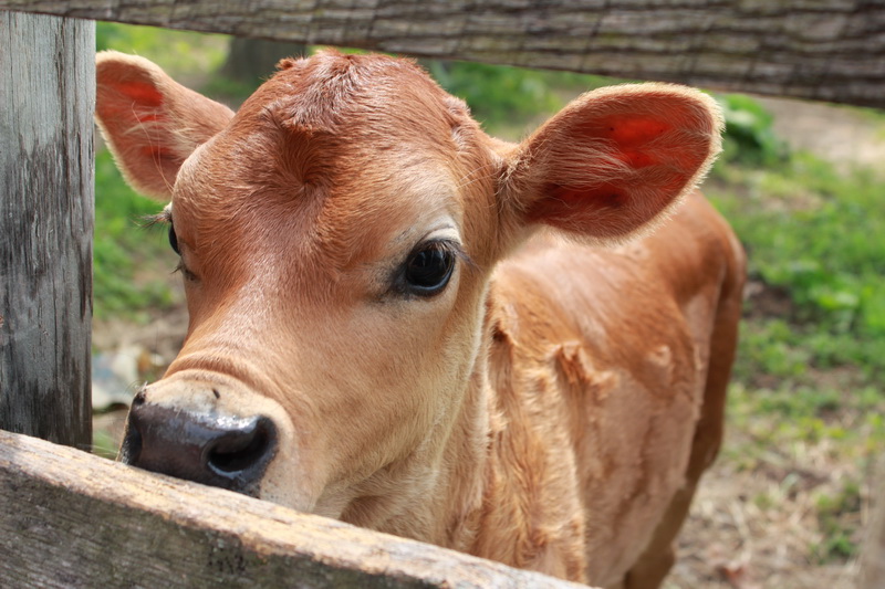 About Us – White Rose Farm